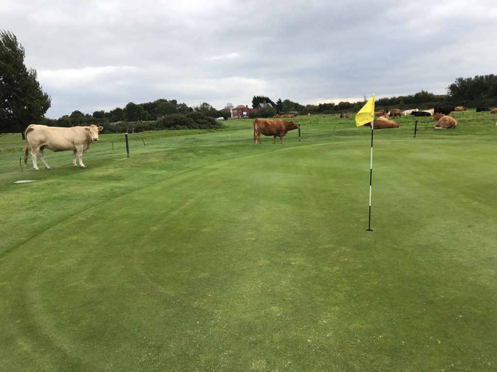Holy cow! Welcome to Beverley Golf Club - Golf365